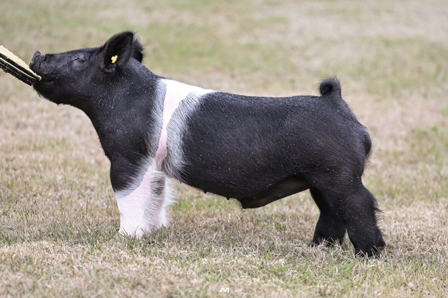 BOARS